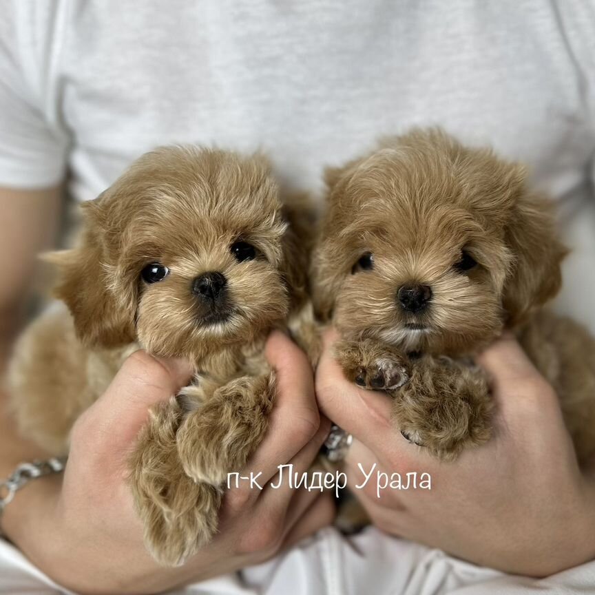 Мальтипу f1 микро/мини бебифейс