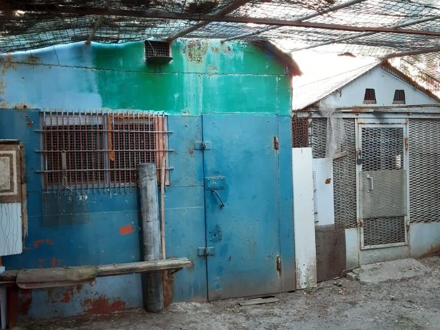 Голубятник