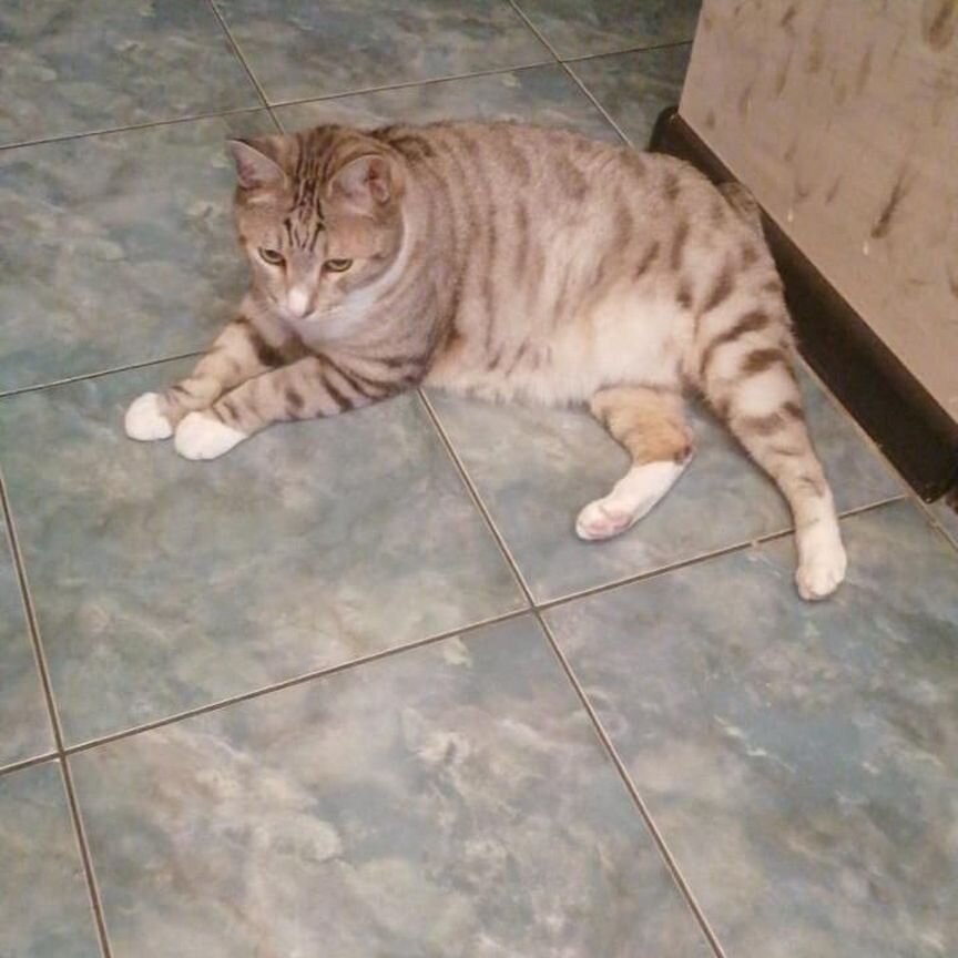 Домашние животные кошки