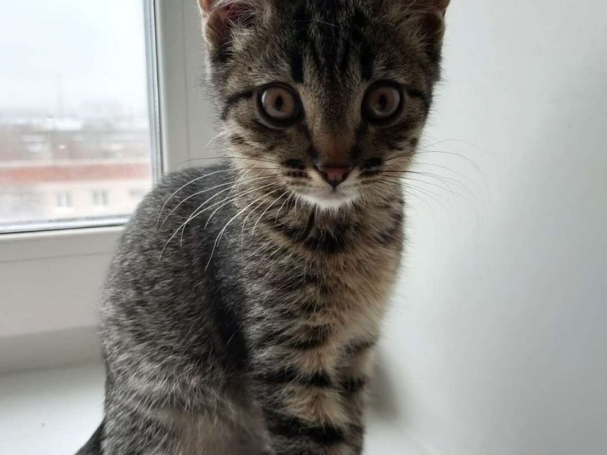 Котик