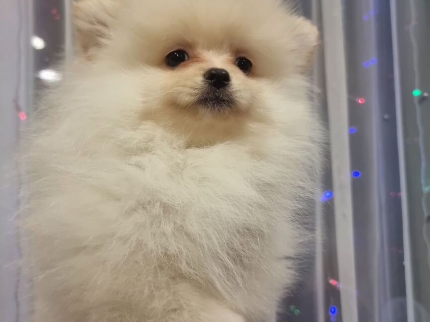 Померанский шпиц