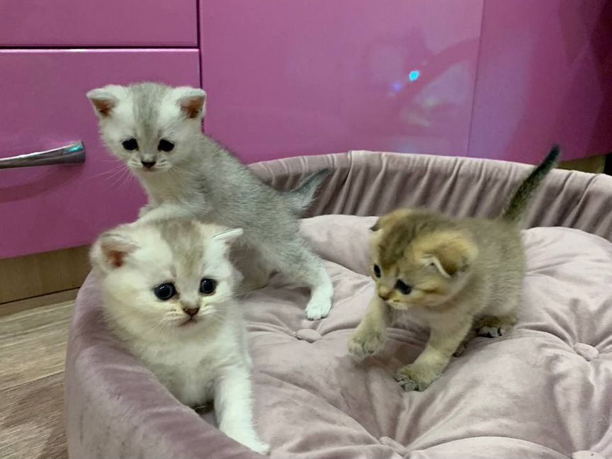 Британские котята