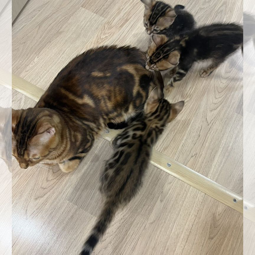 Бенгальские котята