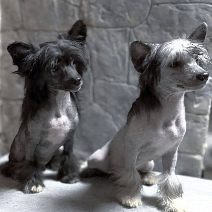 Китайская хохлатая, щенок