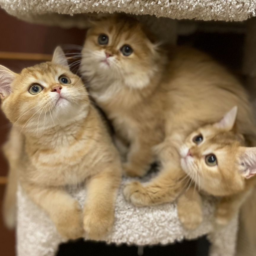 Шотландские котята