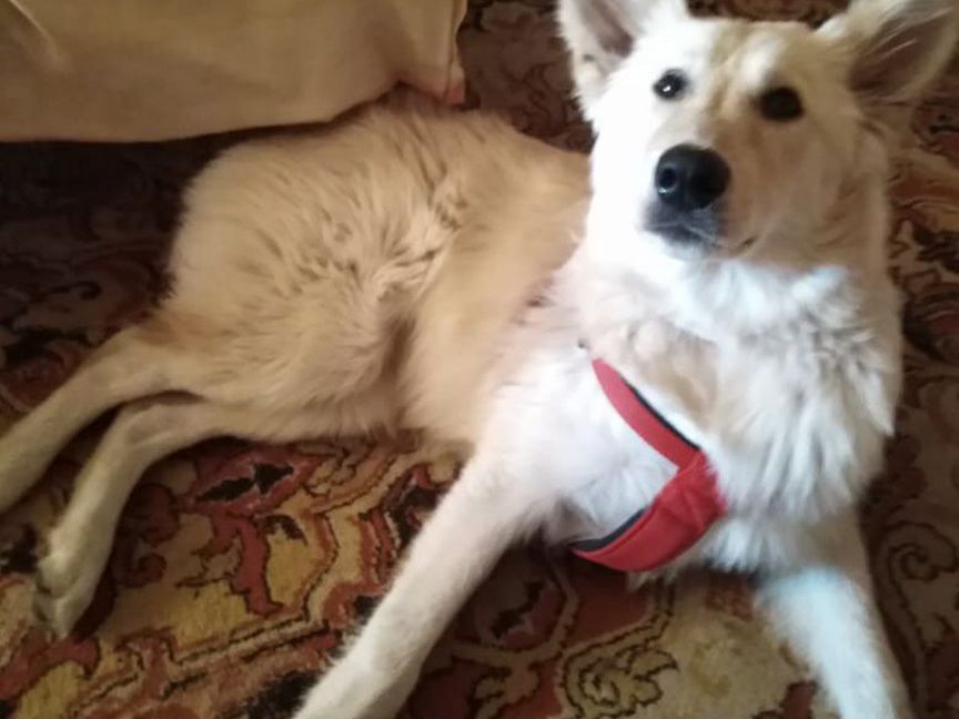 Фенотип швейцарской овчарки в добрые руки