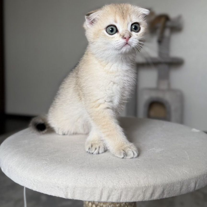 Шотландские вислоухие котята шиншилла