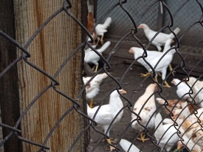 Курочки молодки