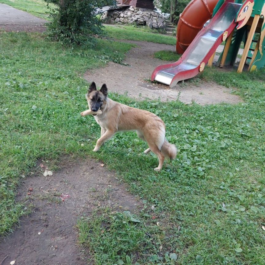 Сторож в частный дом