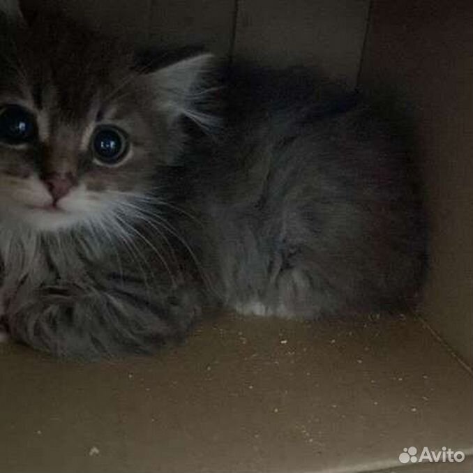 Маленький глазастый котёнок в добрые руки