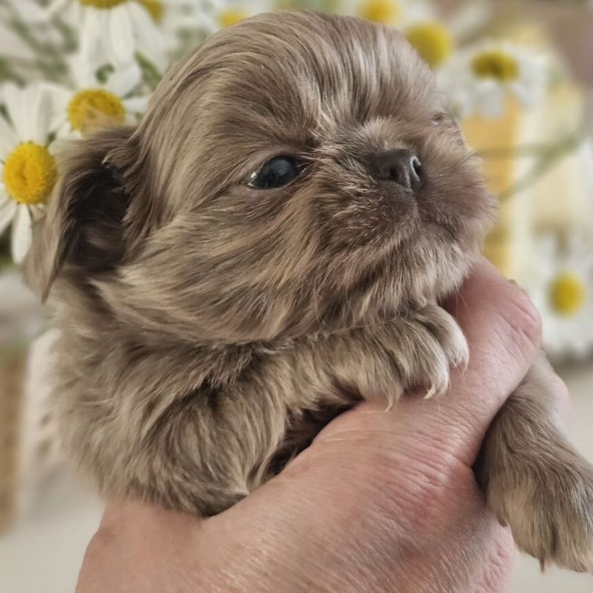 Щенки чихуахуа длиношерстный