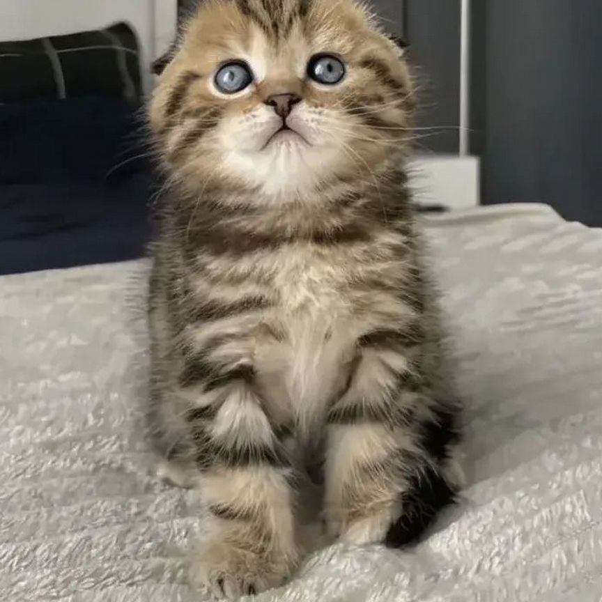 Шотландский вислоухий короткошёрстный котёнок