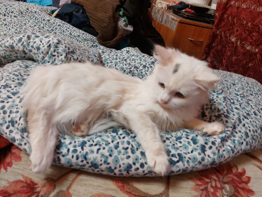 Кошка 3.5мес