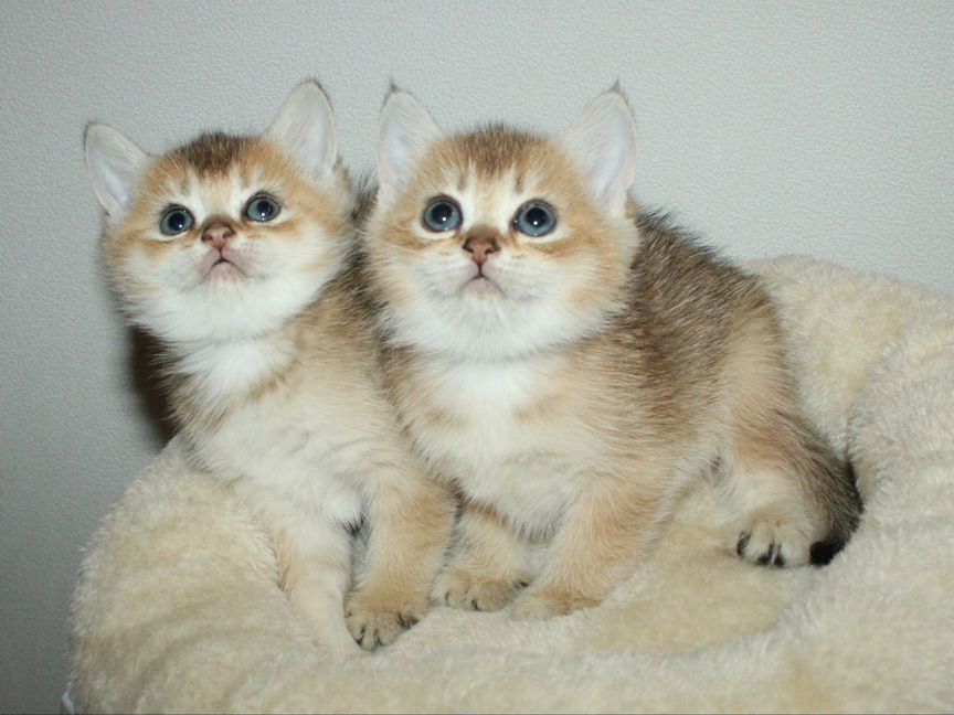 Британские золотые котята, девочки