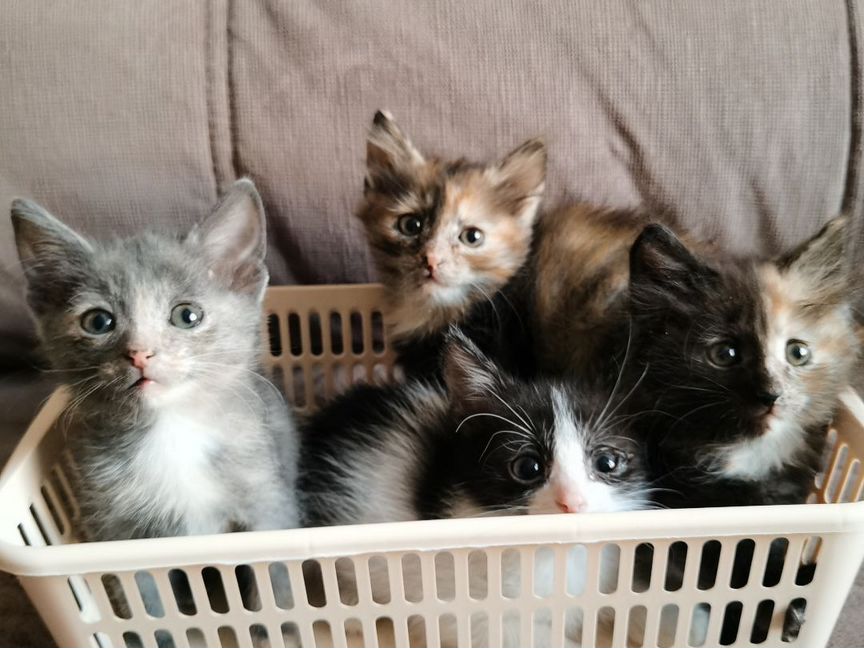 Котятки от кошечки, приносящей удачу