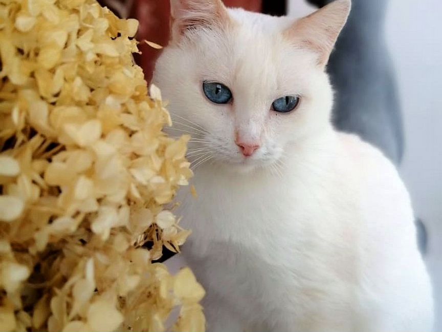 Голубоглазая кошка Сули