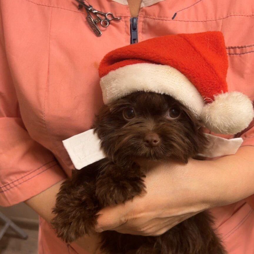 Йоркширский терьер, щенок