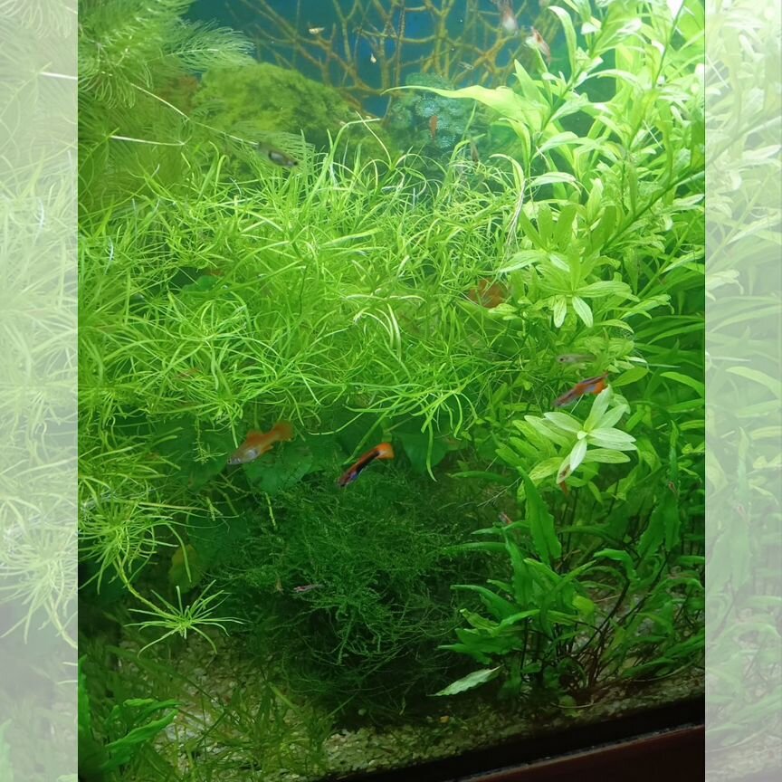 Растения для аквариума