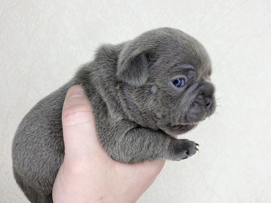 Французский бульдог лиловый мальчик