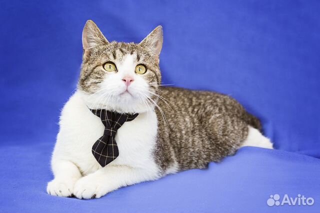 Котенок Тракторенок тртр