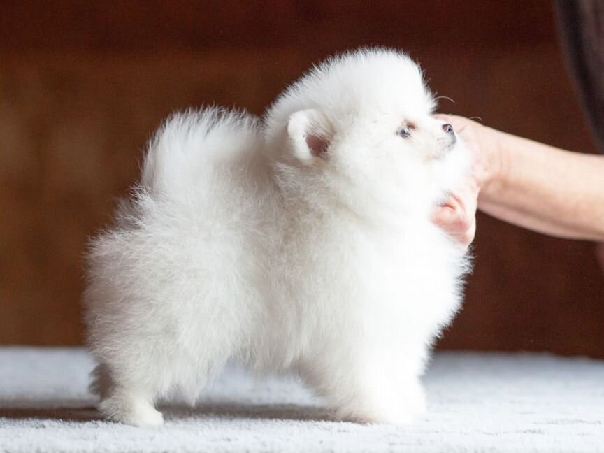 Очень белые шпицы