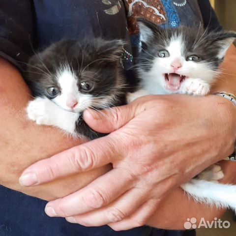 Котята, 1-1,5 мес