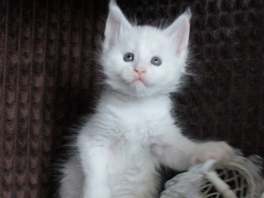 Чистокровная зеленоглазая блондинка