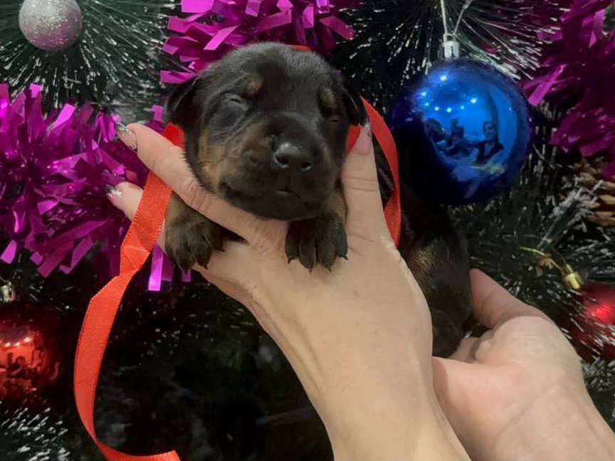 Щенки добермана