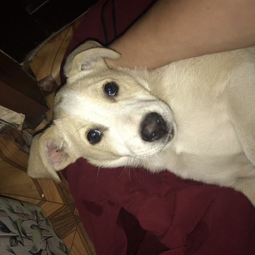 Собака в добрые руки щенок алобай став