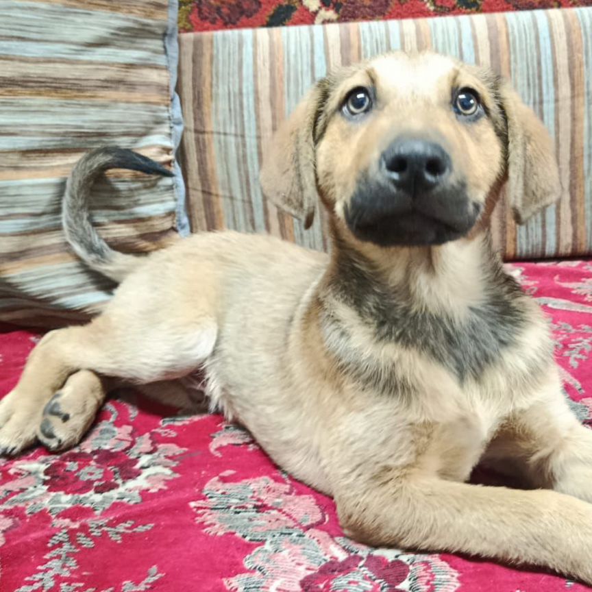 Щенок в добрые руки