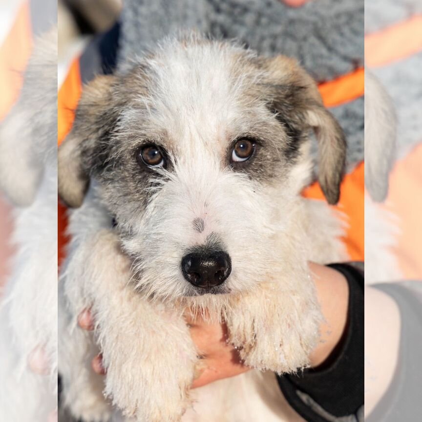 Щенок в добрые руки