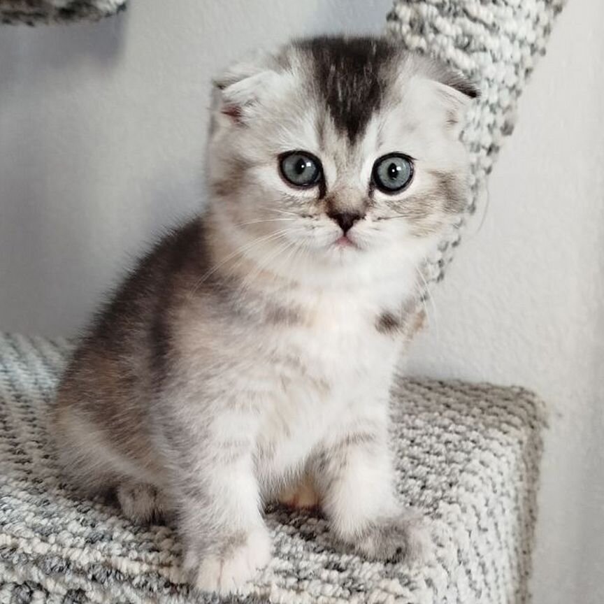Шотландский вислоухий короткошёрстный котёнок