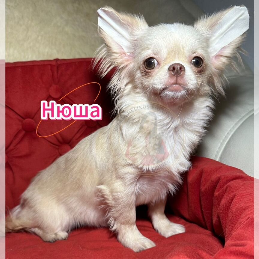 Чихуахуа, щенок