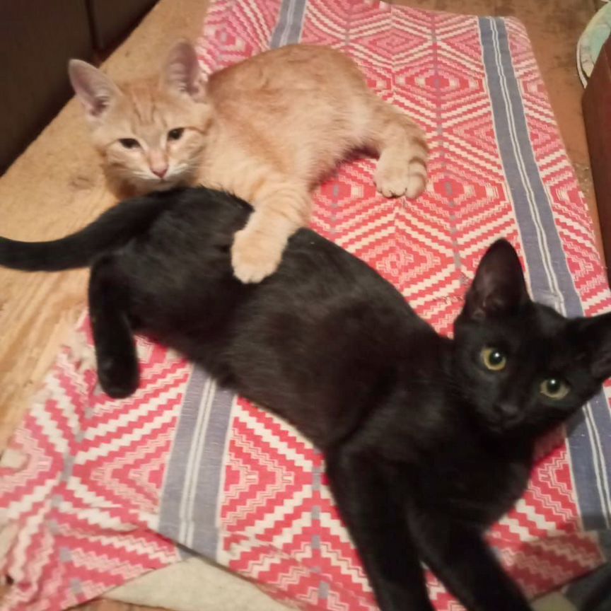 Котята в добрые руки бесплатно