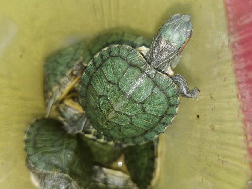 Красноухая черепашка