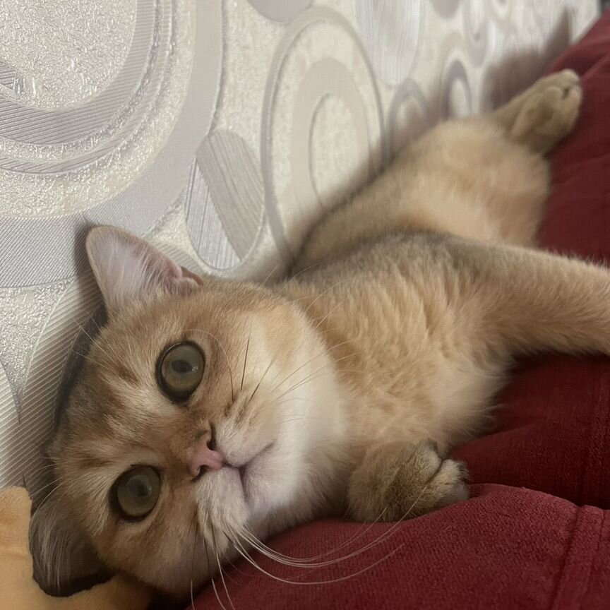 Шотланский котенок прямоухий