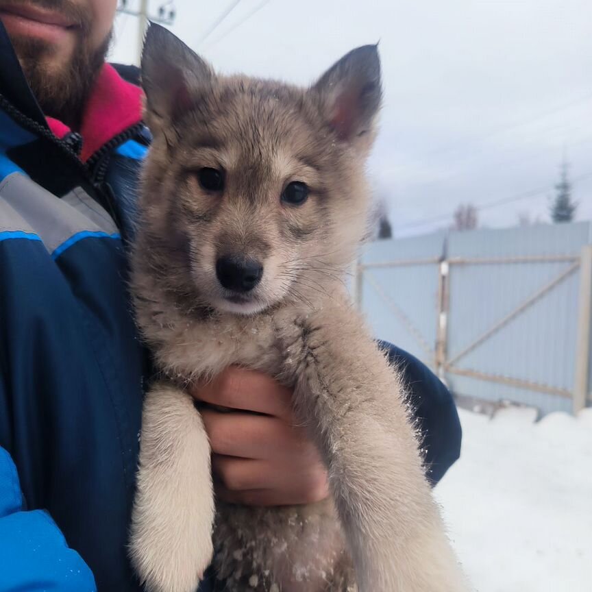 Западно сибирская лайка