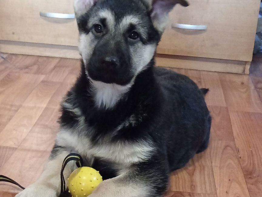 Щенки восточноевропейской овчарки