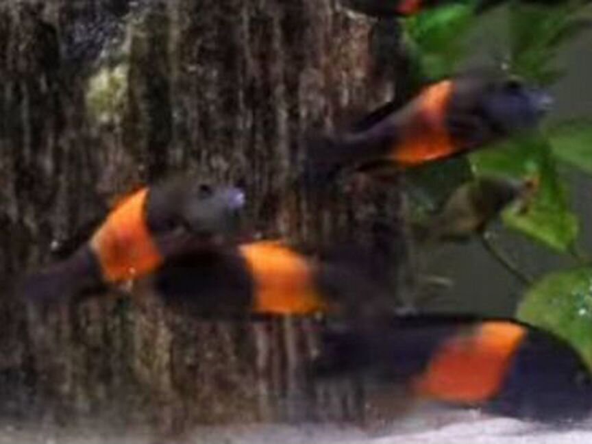 Трофеусы стая F1