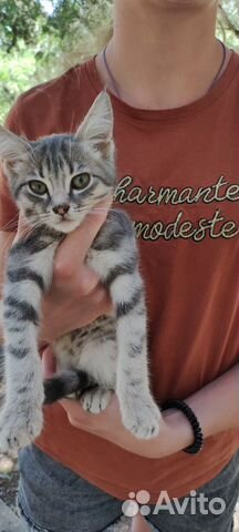 Котенок в добрые руки
