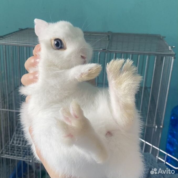 Цветной карликовый кролик с клеткой ищет новый дом