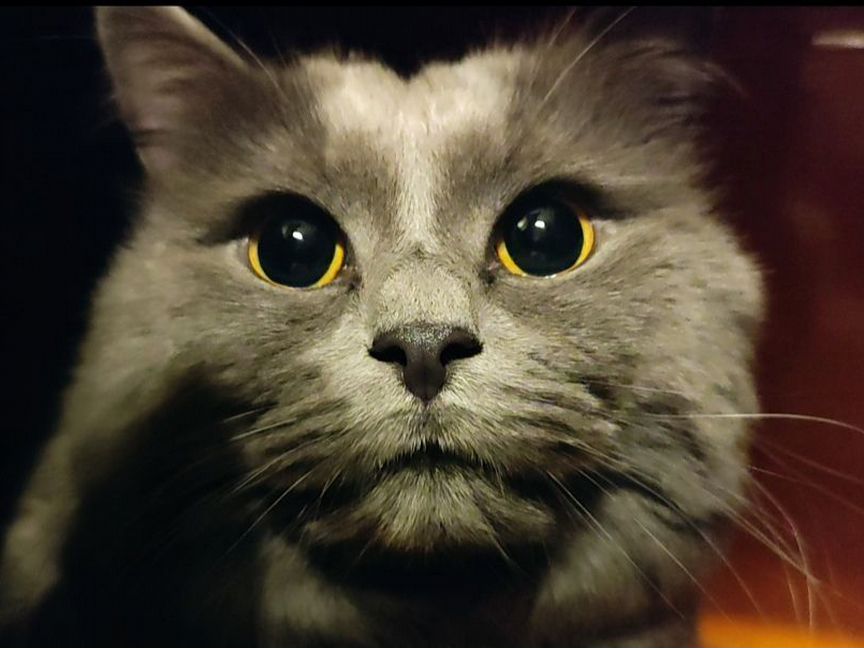 Найдена кошка