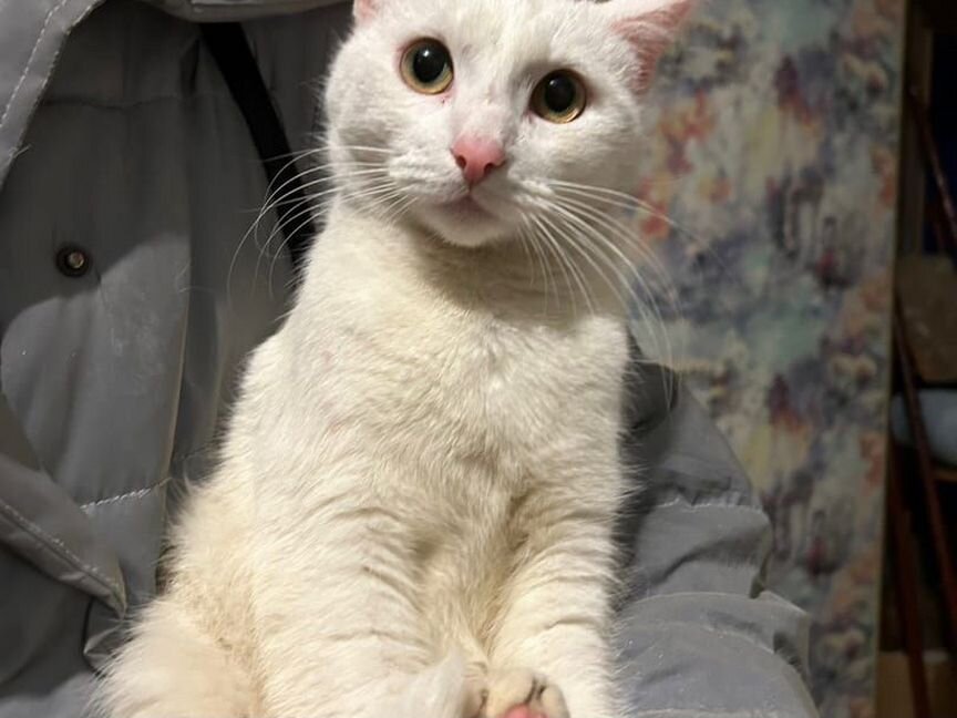 Выброшенная белая кошка