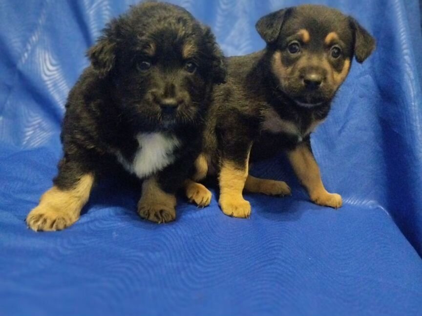 Болонка плюс карликовый пинчер