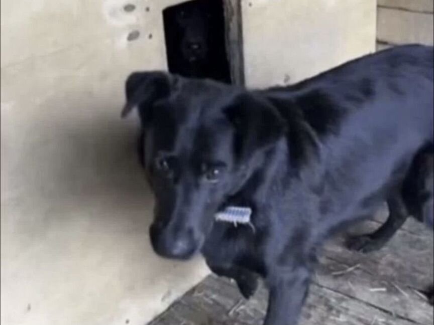 Собака ищет дом семью без предательств