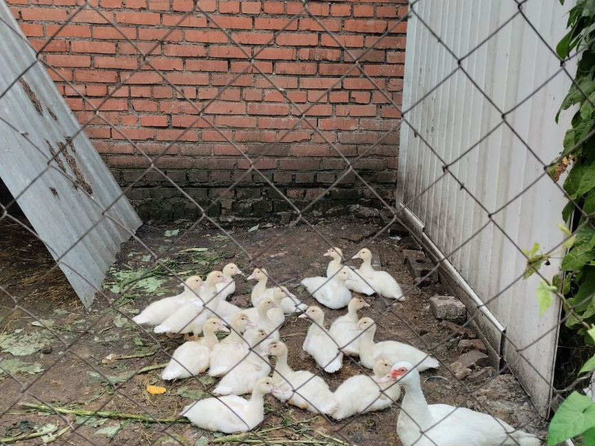 Утки муларды