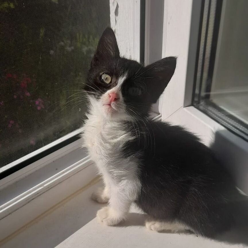 Дворовый котенок с улицы