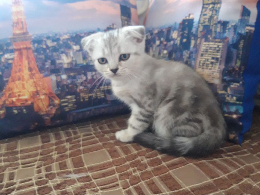 Шотландская