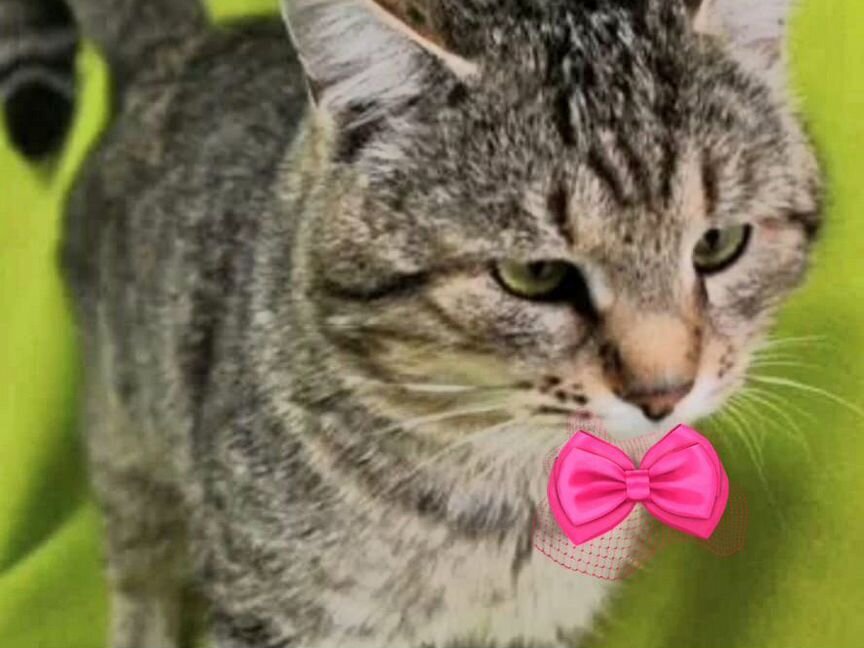 Котик около года (похож на шотландского)