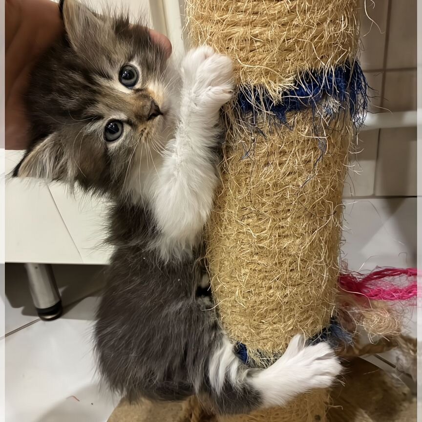 Сибирский котёнок